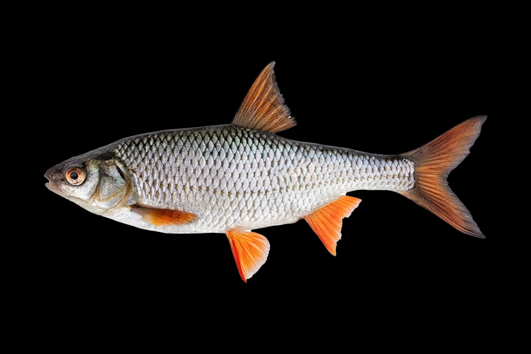 Rutilus rutilus (Linnaeus, 1758)